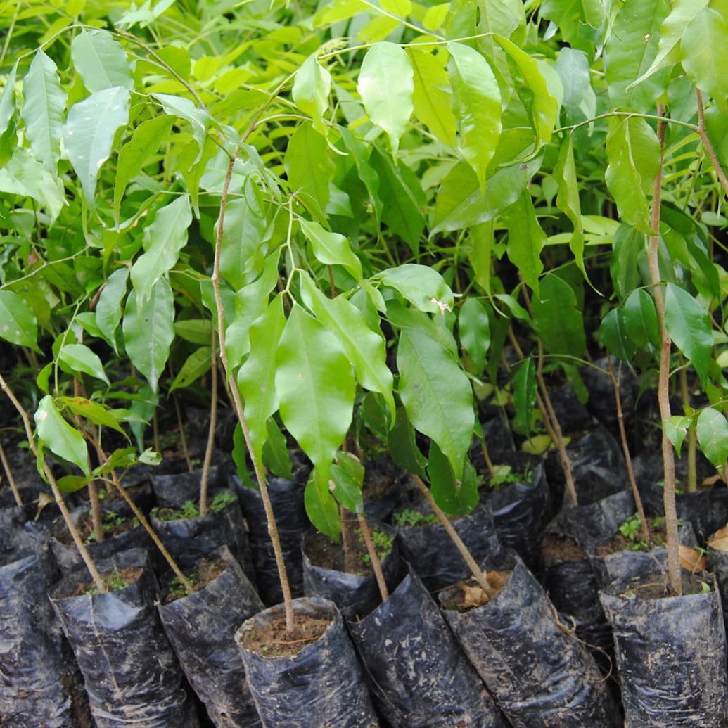 Our Tree Planting Program